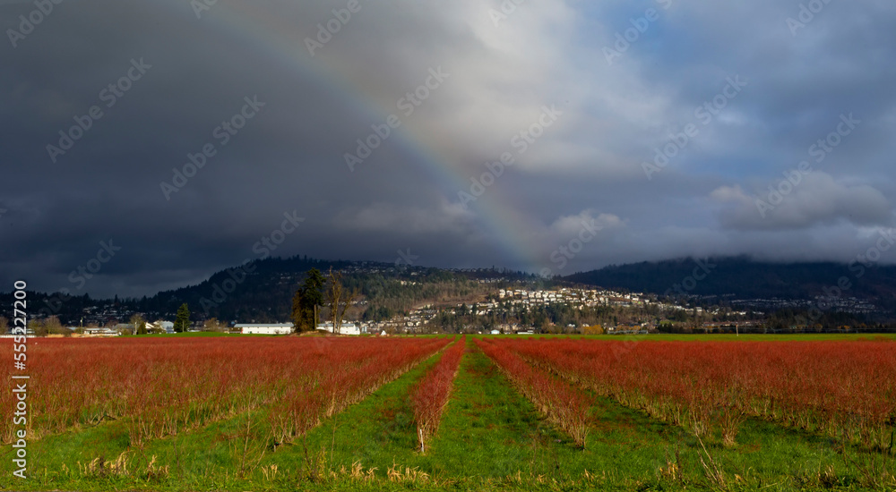 Farmland with woody plant crop in rows and a rainbow over the houses ...