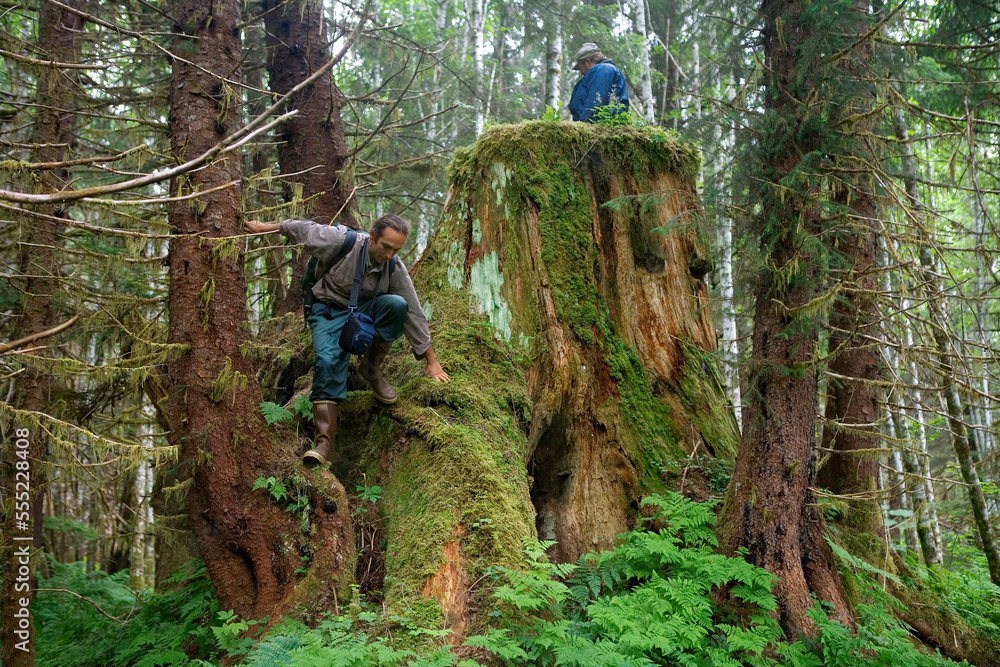 Scientists climb on gigantic stumps of trees cut years ago while they ...