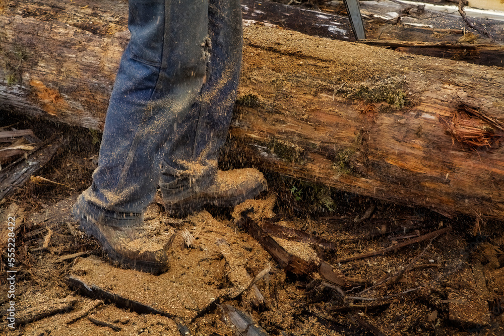 Sawdust falls as a sawmill operator cuts into a log at the mill, Alaska ...