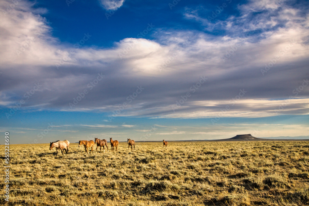 Horses and landscape of Pilot Butte Wild Horse Scenic Loop Tour, White ...