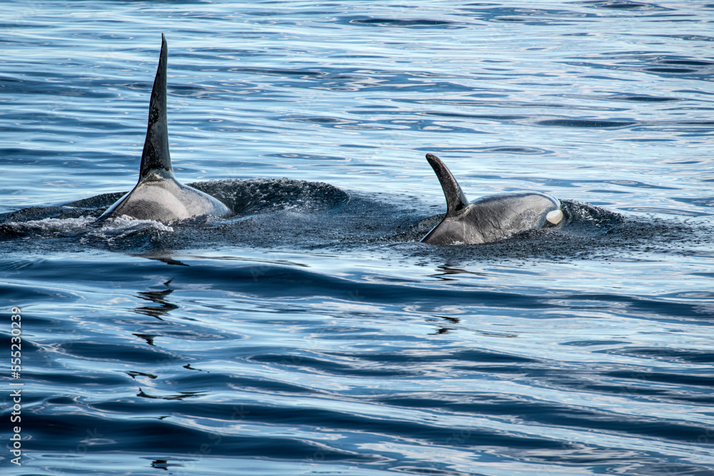 Orcas (Orcinus orca) off the coast of Iceland in the Westman area ...