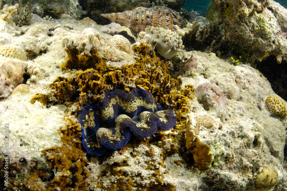 Tridacna crocea, the boring clam, is imbedded in coral.; Derawan Island ...