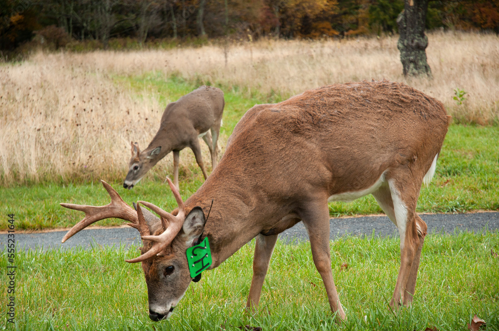 Radio-tagged male white tailed deer, Odocoileus virginianus, graze ...