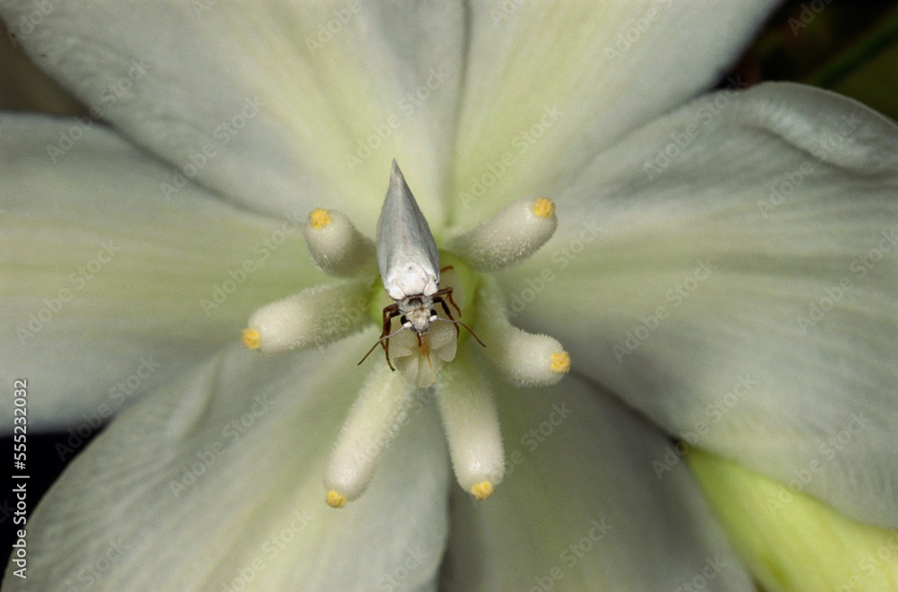 Yucca Plant And Moth