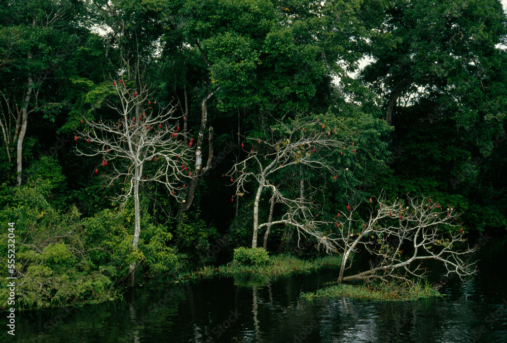 Munguba trees with red fruit & floating plants at high floods, Varzea ...