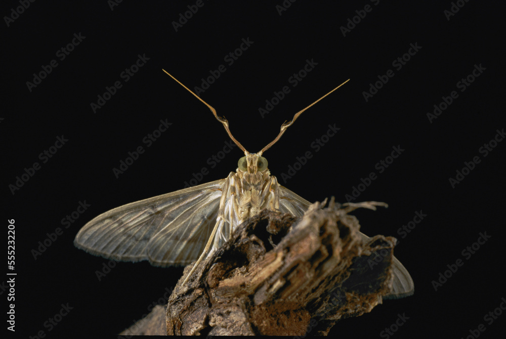 Close view of a pyraloid moth probing the air for pheromones with its ...