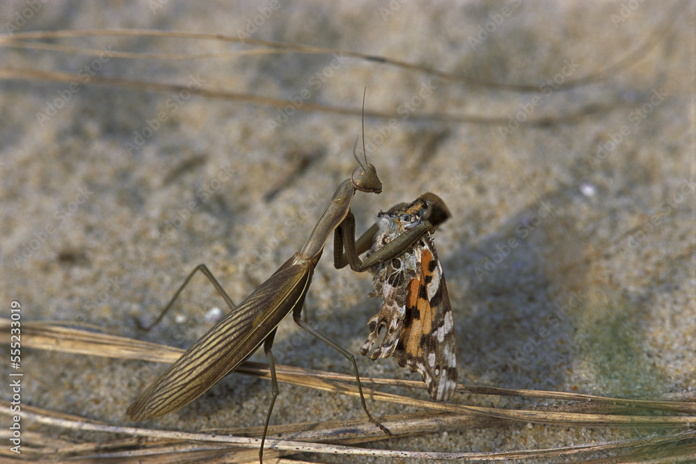 Praying mantis eating a butterfly.; Chatham, Cape Cod, Massachusetts ...