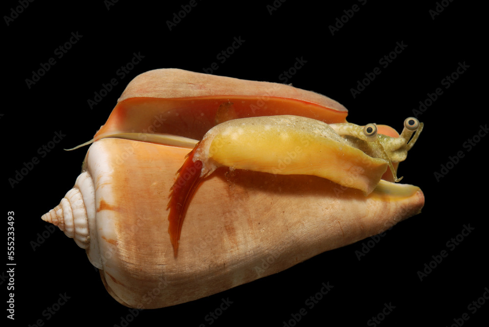 Foto de Strawberry conch with eyes, foot, mouth and serrated operculum ...