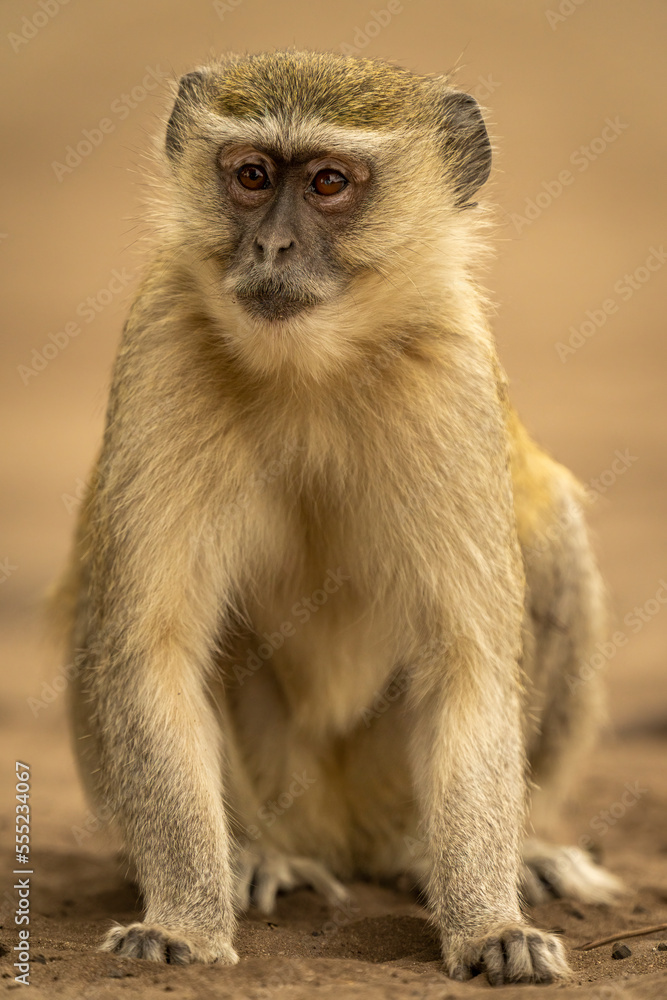 Vervet monkey (Chlorocebus pygerythrus) sits on sand facing camera in ...