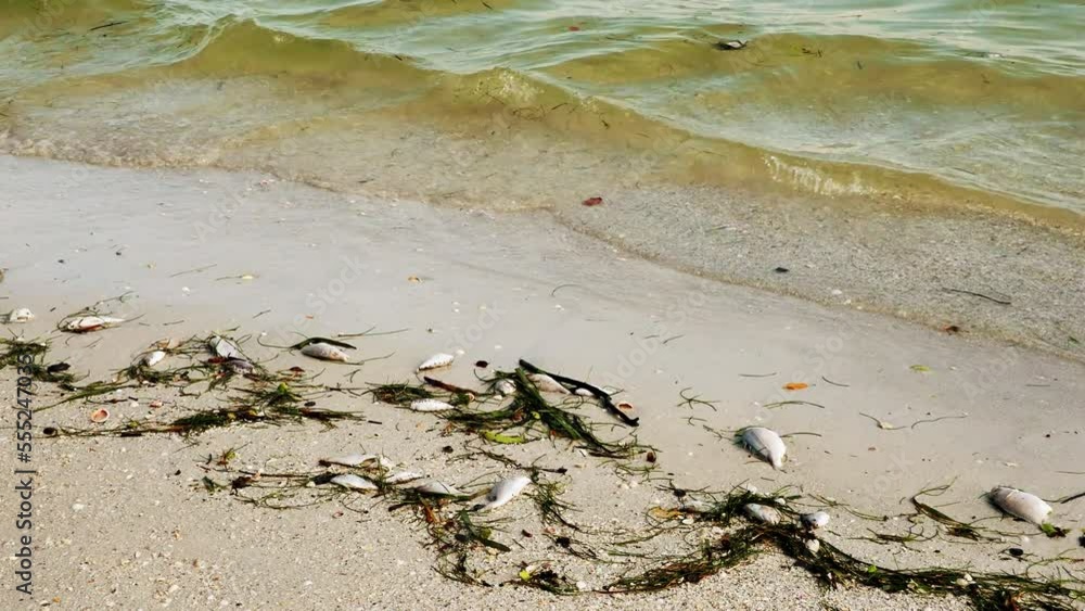 Dead fish wash up onto a beach on the Gulf of Mexico at St. Pete Beach ...