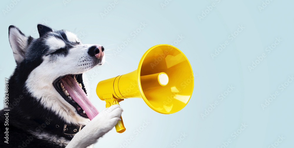 Funny husky dog is holding a yellow loudspeaker and screaming on a blue ...