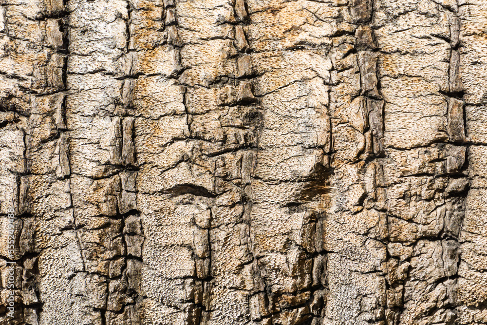 Palm tree texture. Tree bark background. Exotic tree pattern. Summer ...