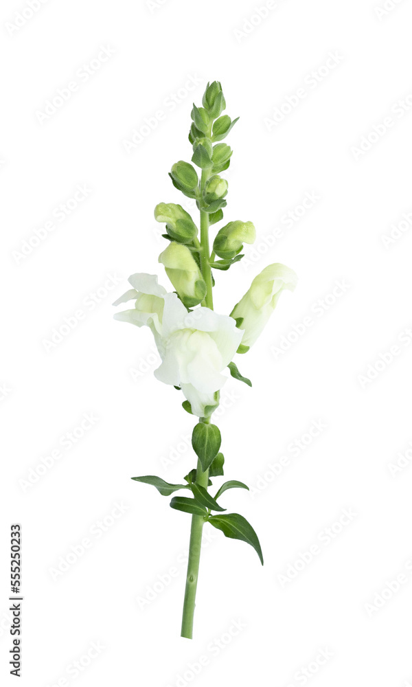White snapdragon flower isolated on white background. Stock Photo ...