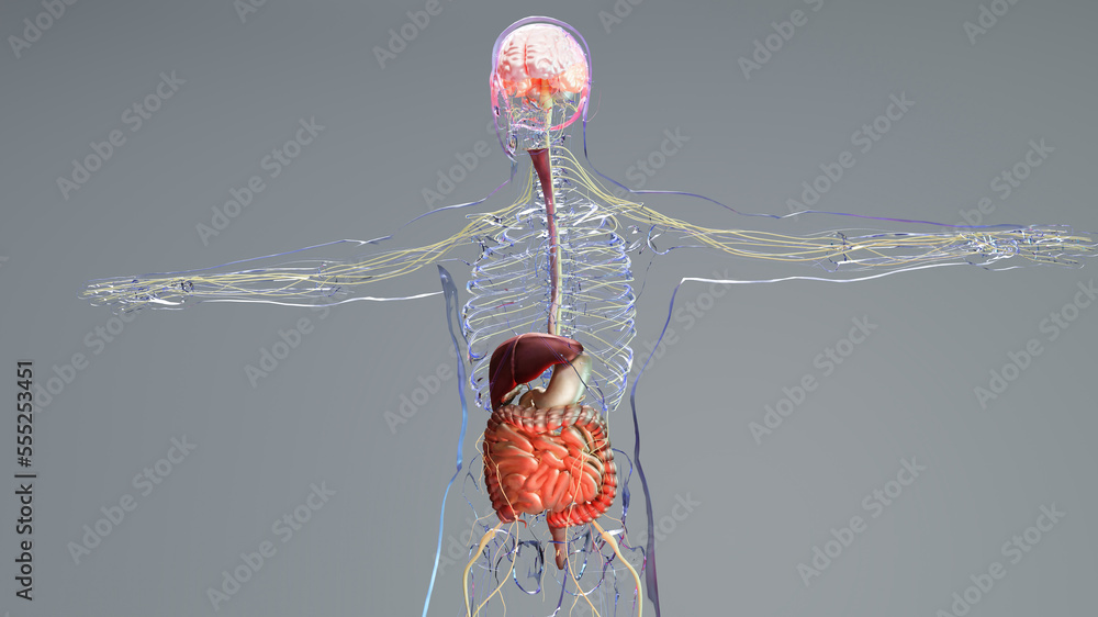 Irritable Bowel Syndrome (IBS), Gastritis, peptic ulcer, pancreatitis ...