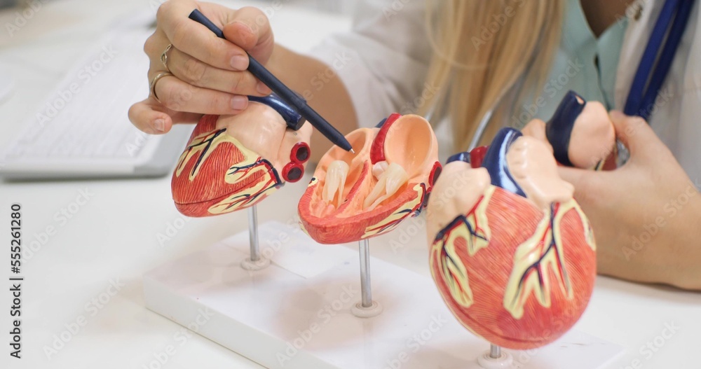 Having opened the model of the heart, the cardiologist shows the ...