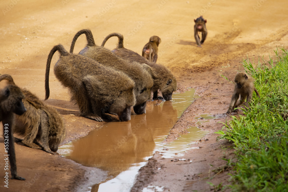 olive baboons (Papio anubis), also called the Anubis baboon, is a ...