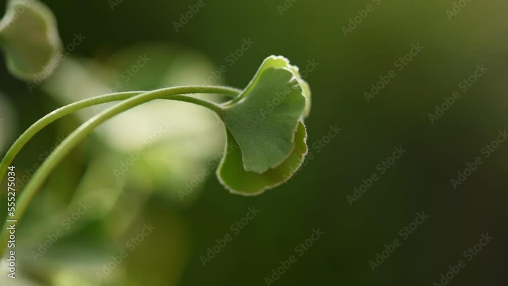 Common nardoo or Marsilea distorta green leaves on nature background ...