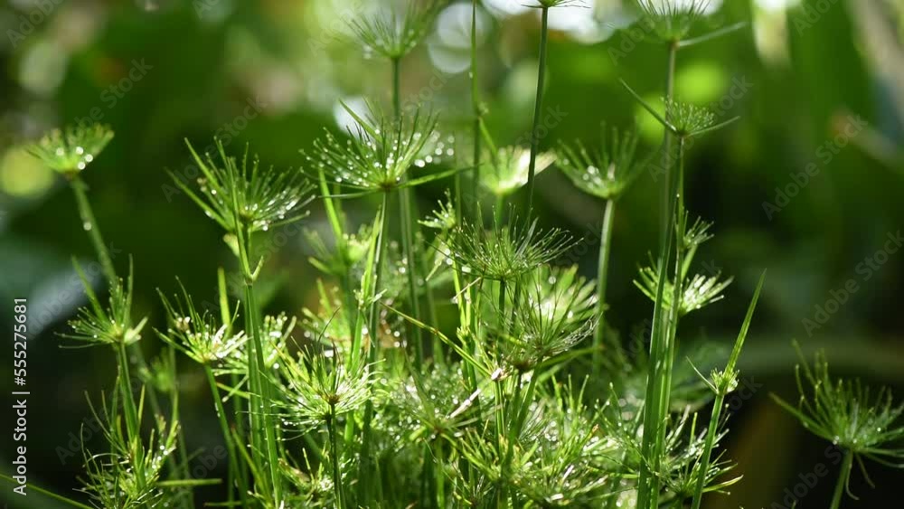 Egyptian paper plan or Cyperus papyrus trees on nature background ...