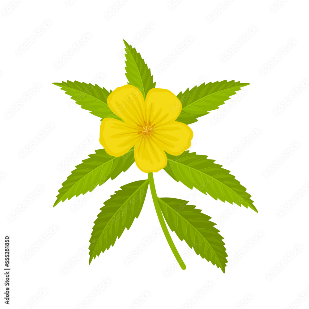 Vector illustration, Turnera diffusa or called as damiana, isolated on ...