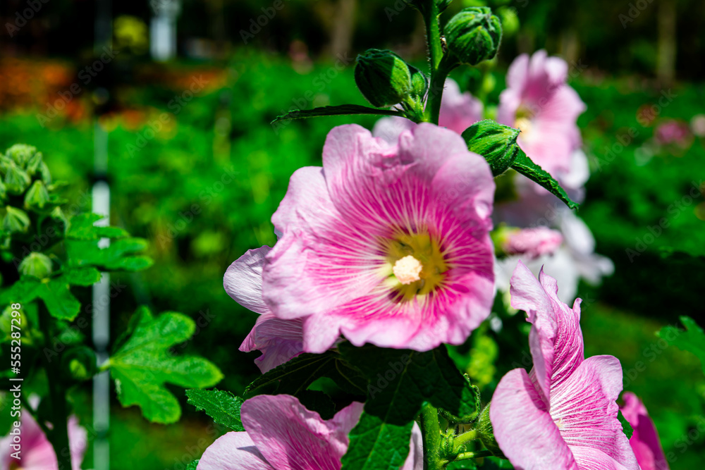 Alcea rosea, the common hollyhock, is an ornamental plant in the family ...