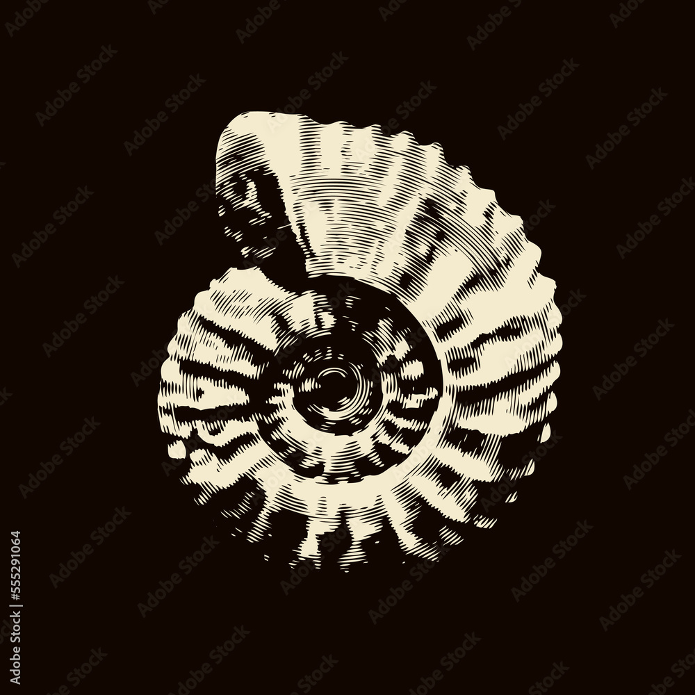 vector objects of ancient petrified ammonite shells. exhibits of the ...