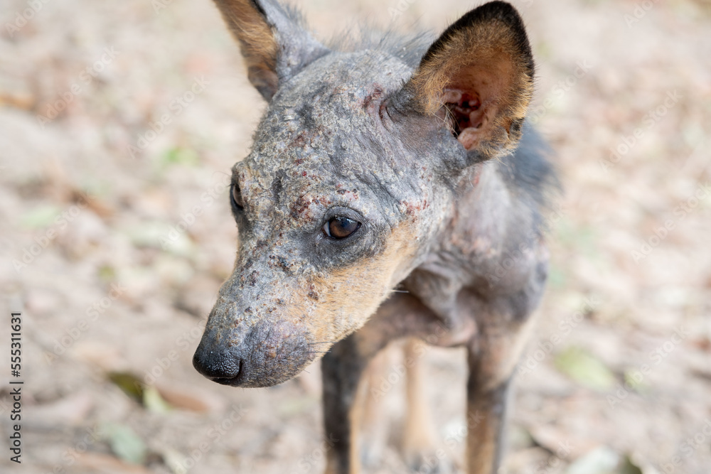 A stray dog discomfort sores festering smell dermatitis is a rash Rod ...