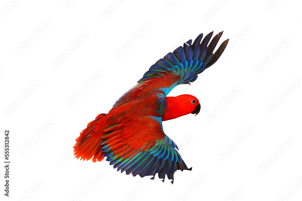 Eclectus Parrot flying isolated on transparent background. Stock Photo ...