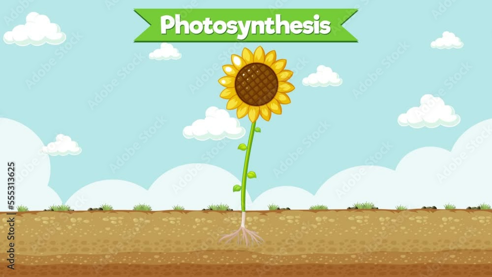 Photosynthesis cartoon for kids showing intake and output Stock Video ...