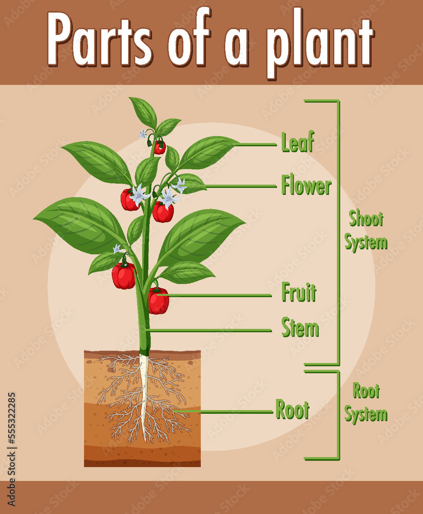 Diagram showing parts of a plant Stock Vector | Adobe Stock