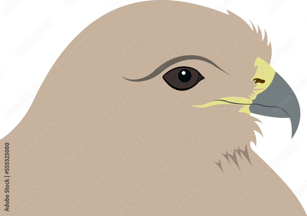 Cartoon falcon head. Wild bird. Vector illustration. Stock Vector ...