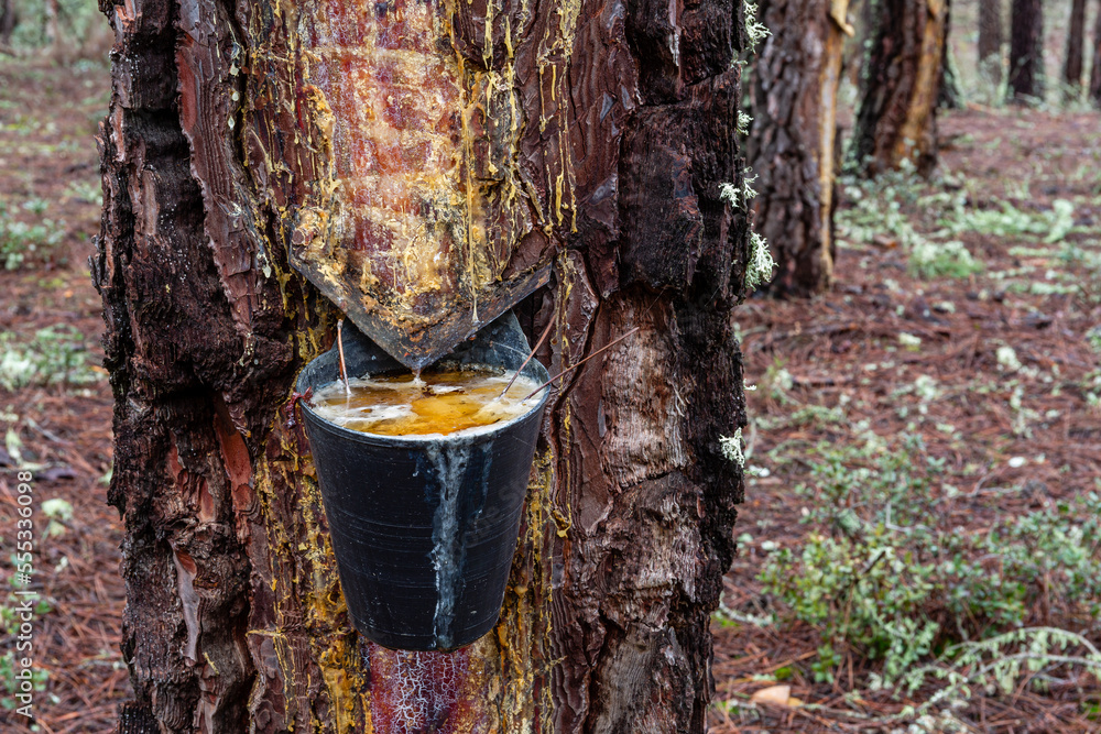 Container and cut in a maritime pine for the use of resin. Pinus ...
