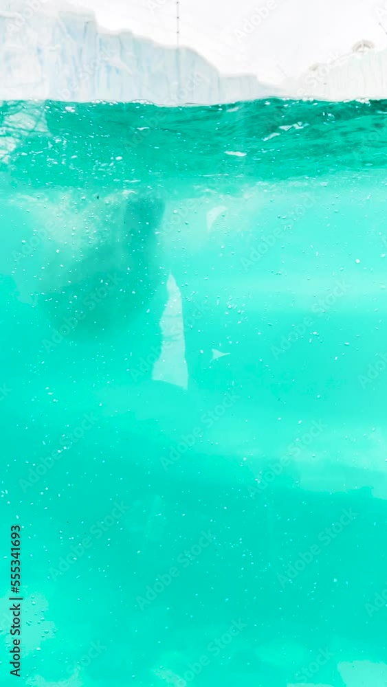 A floating polar bear. Motion. A huge animal in a special pool that ...