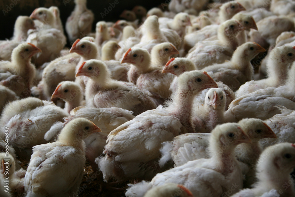 Poultry Farm with Young Broiler Chicken Stock Photo | Adobe Stock