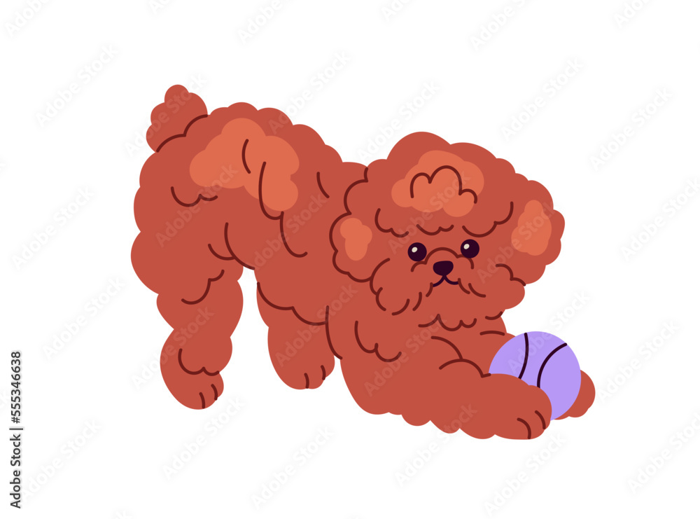 Cute playful Toy Poodle dog. Funny little puppy playing with ball ...
