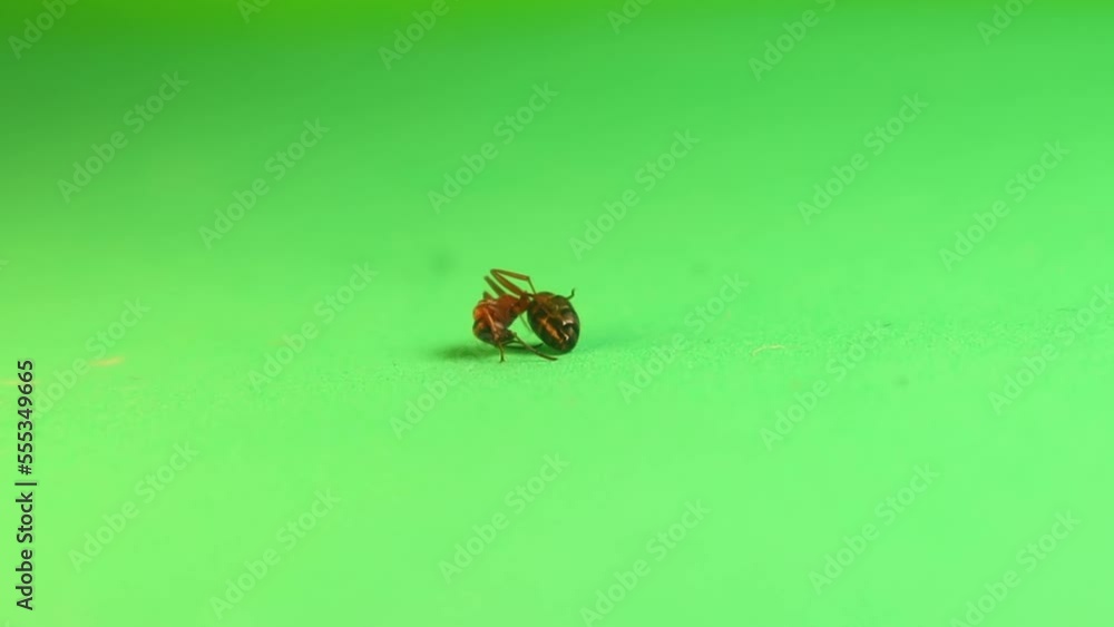 Dead Ant from repellents. Red wood Ant dying due to being poisoned by ...