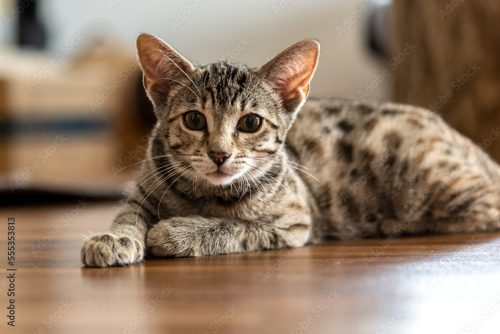 Citten in portrait Stock Photo | Adobe Stock