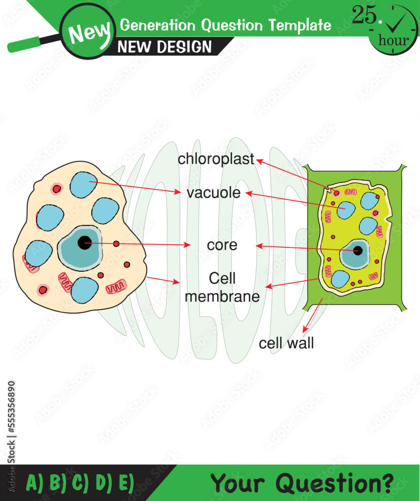 Biology lecture notes, Structure of plant and animal cells, next ...