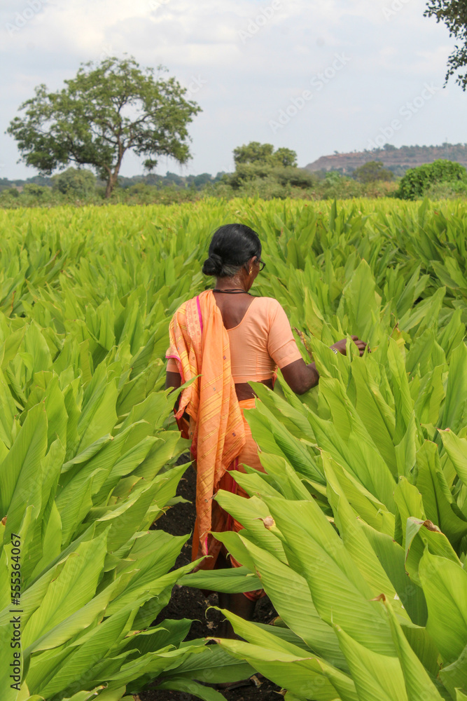 Beautiful landscape of agriculture farm or field at morning. Turmeric ...