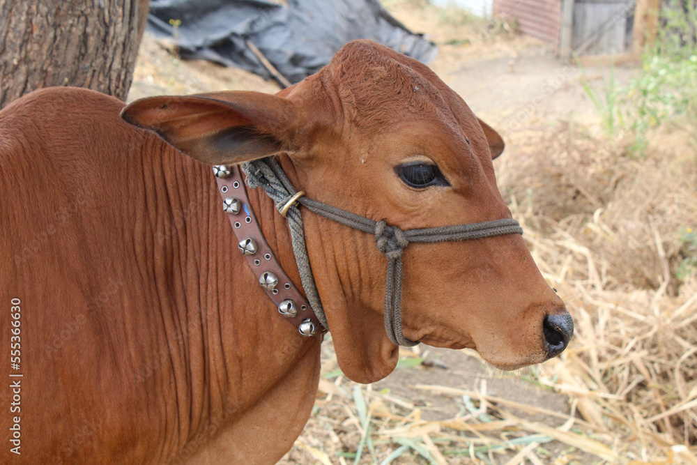 The Zebu Bos Indicus Or Bos Taurus Indicus Sometimes Known In The Plural As Indicine Cattle