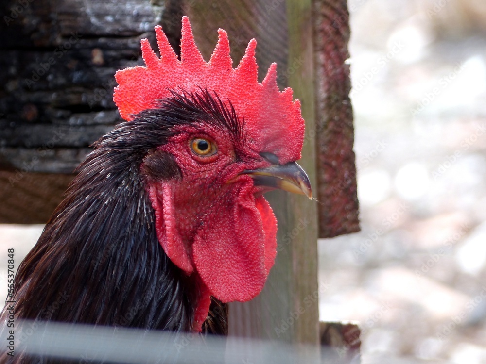 tête de coq noir avec une magnifique crête rouge et son œil vif nous ...