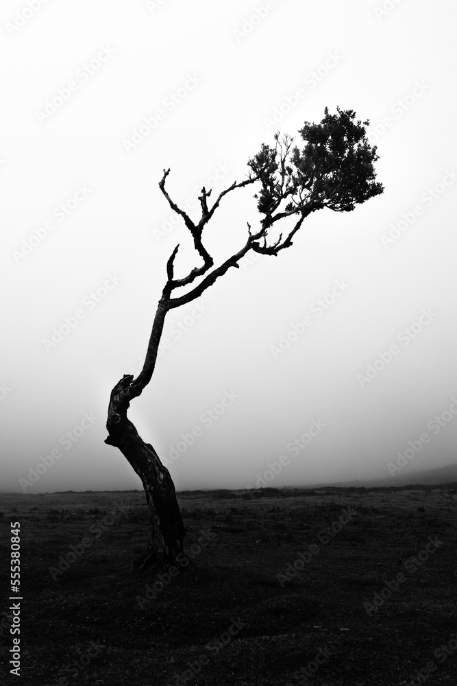 The most famous tourist destination of Fanal on the island of Madeira ...