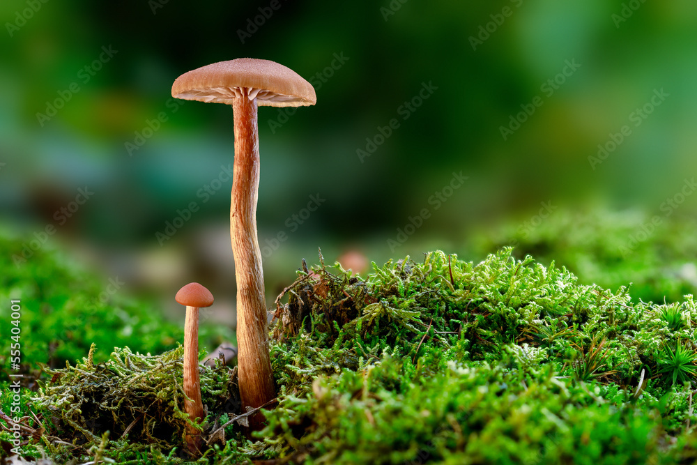 Foto Stock Two mushrooms at the forest ground, sideview with space for ...