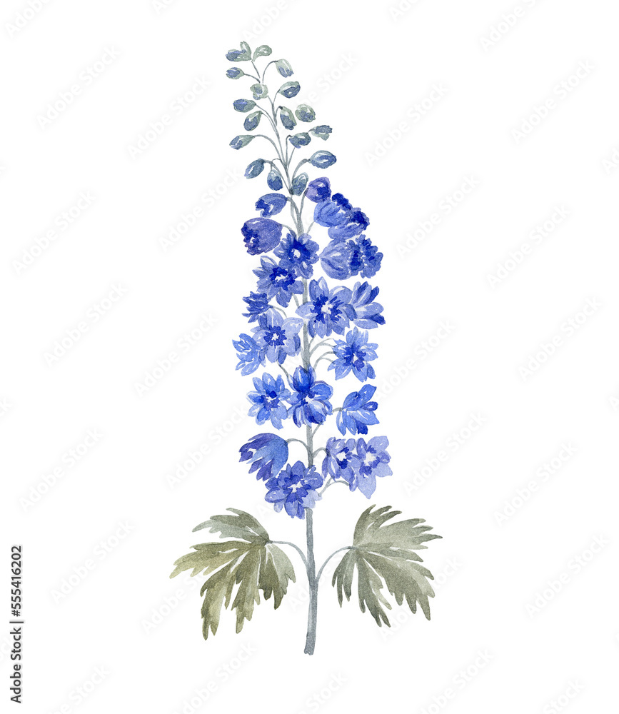 Watercolor Larkspur on the white Background. Birth Month Flower. Stock ...