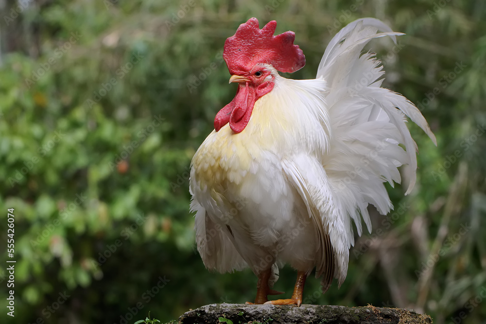 A white rooster is foraging on a rock overgrown with moss. Animals that ...