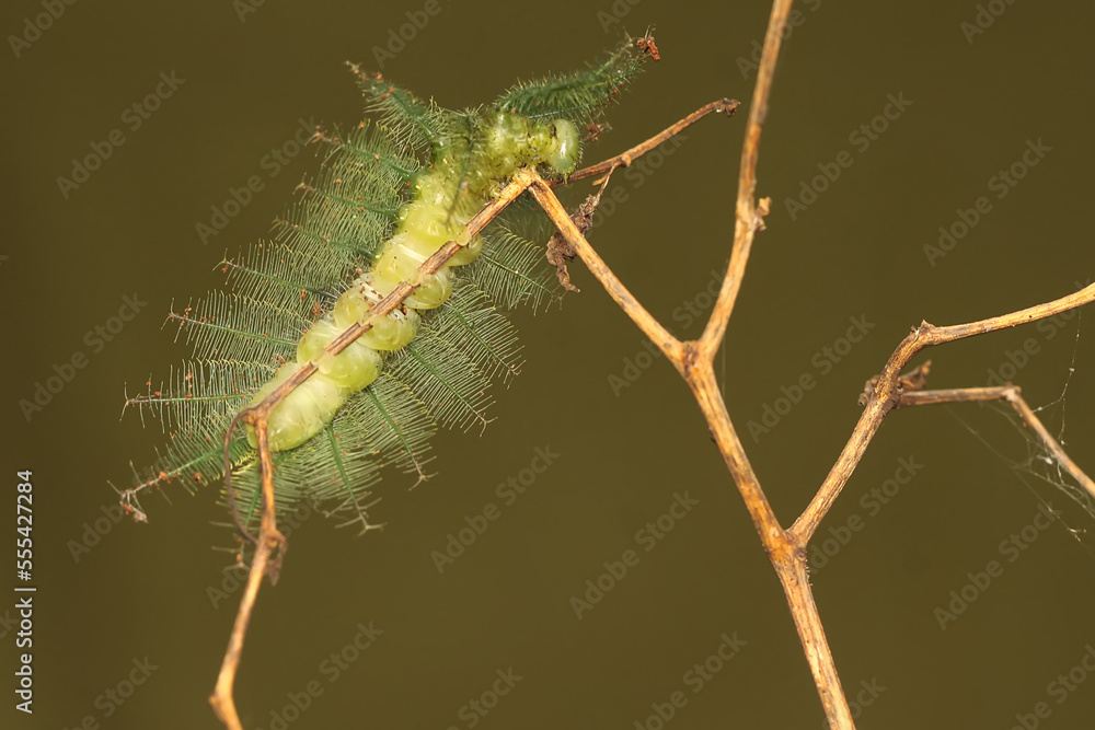 A caterpillar of the common baron was crawling on a dry tree branch ...