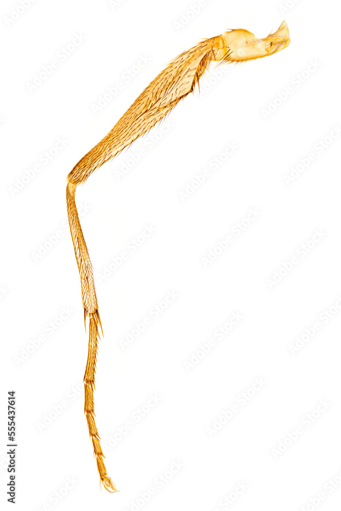 Housefly leg, whole mount, 20X light micrograph. Leg of Musca domestica ...