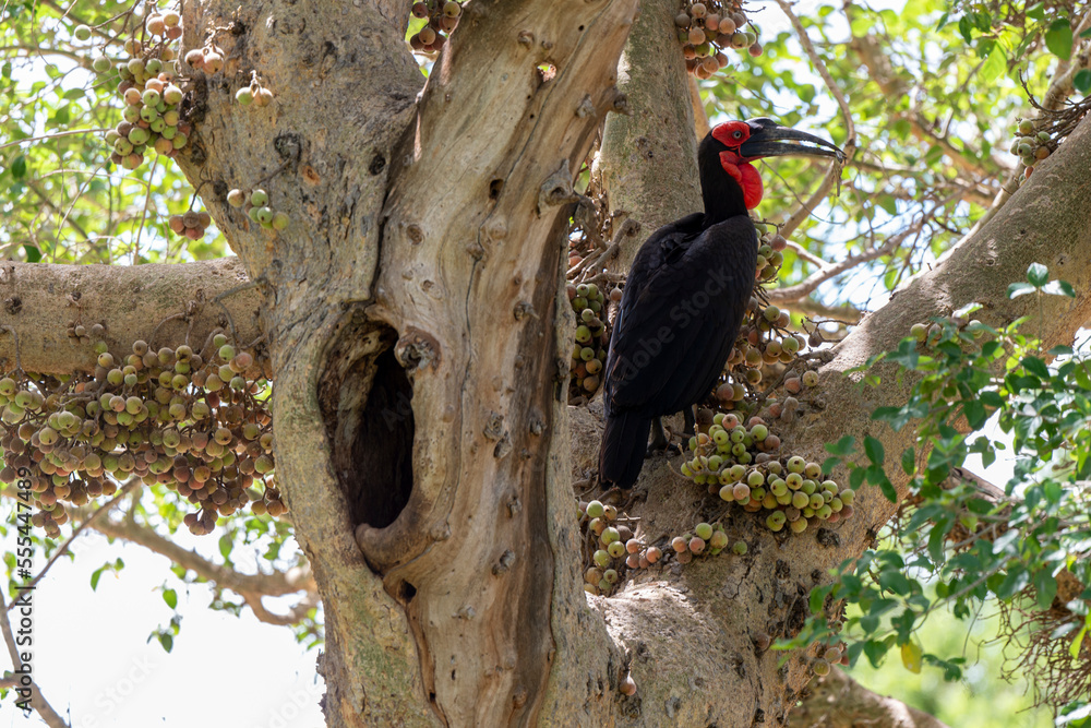 Bucorve du Sud, Grand calao terrestre, Nid, Bucorvus leadbeateri ...