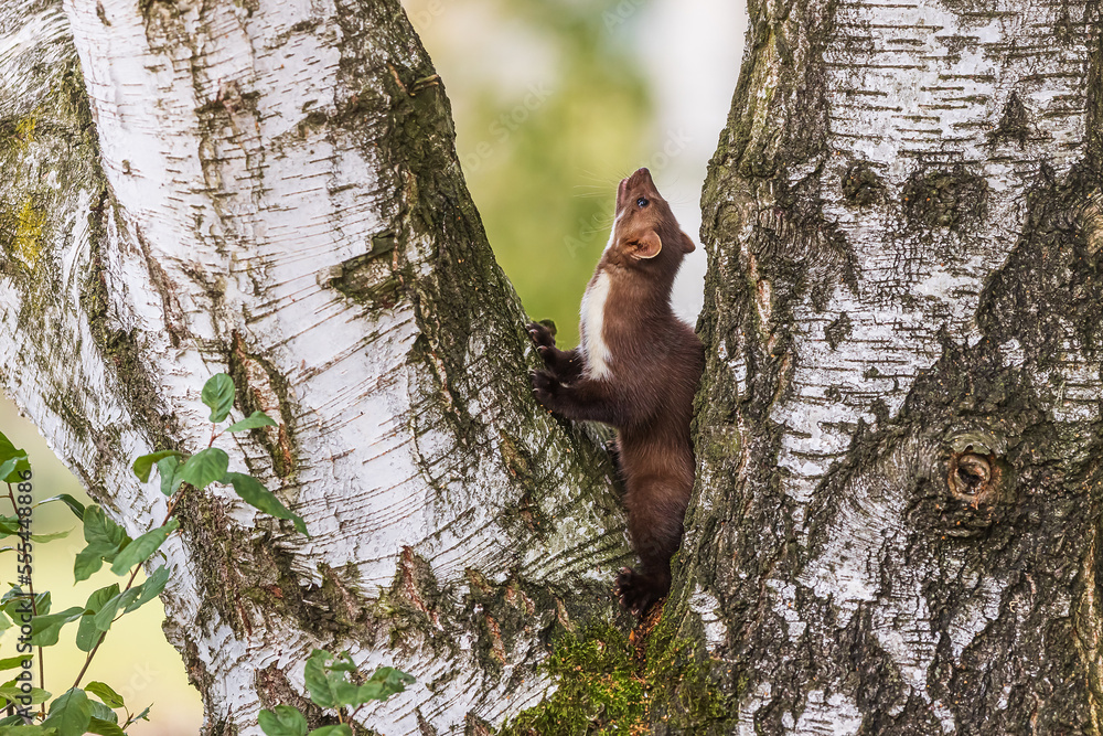 female beech marten (Martes foina), also known as the stone marten is ...