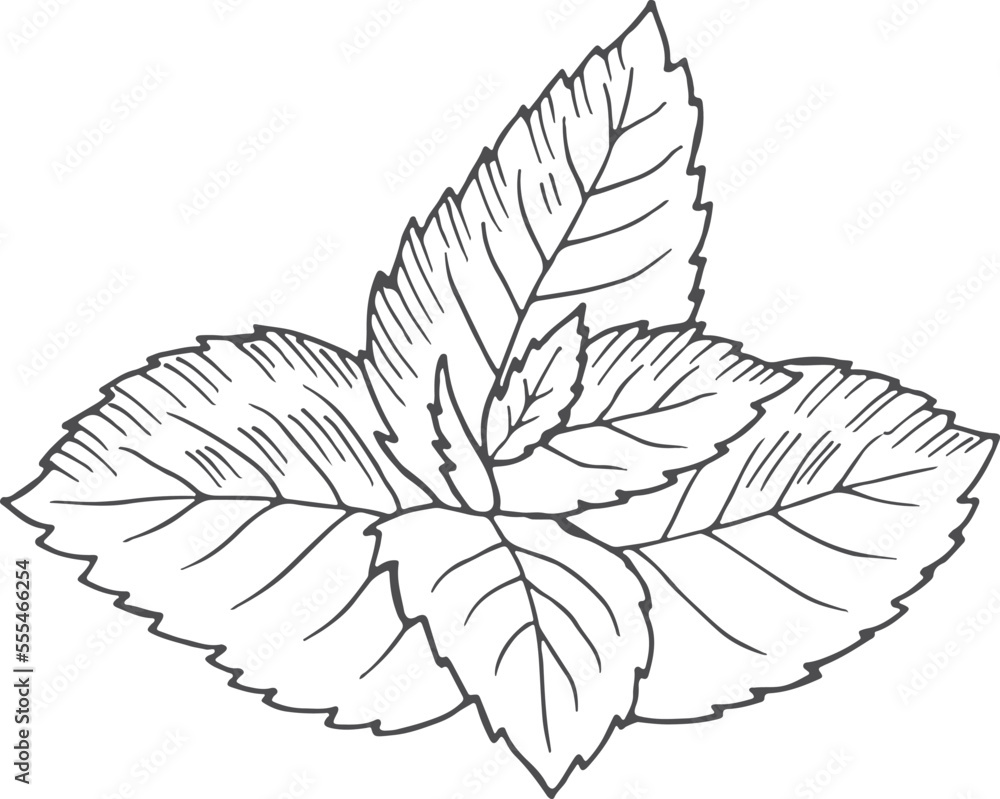 Mint leaves. Spicy herb drawing. Plant sketch Stock Vector | Adobe Stock