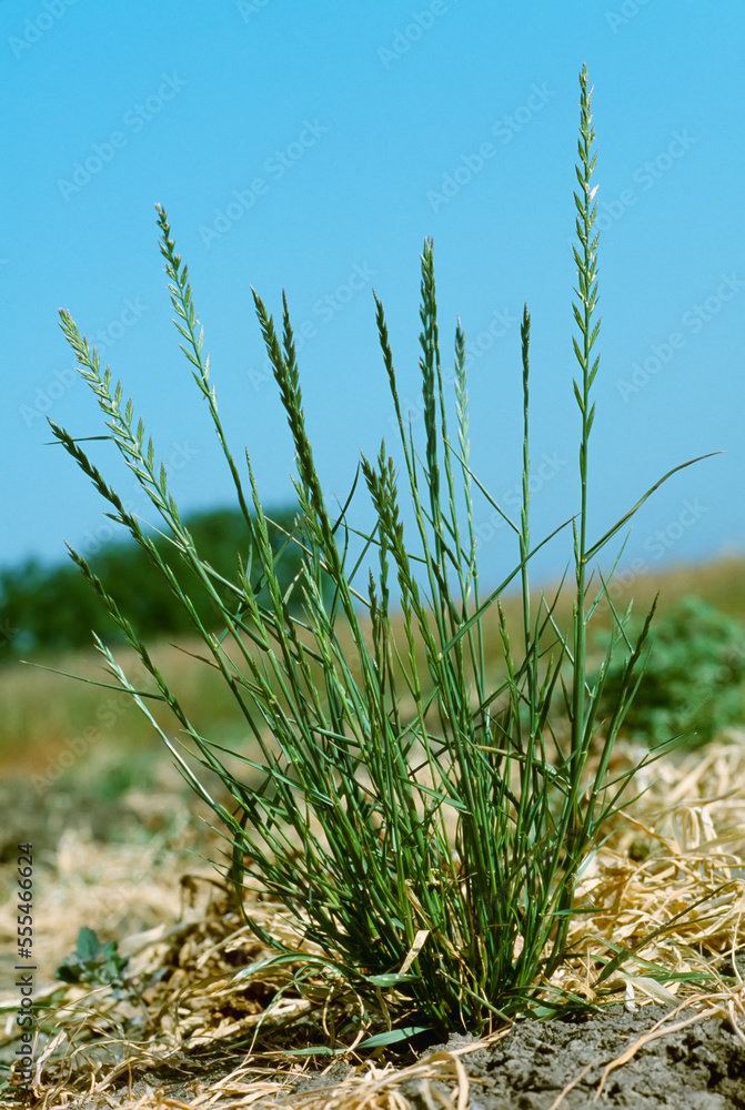 Agriculture - Weeds, Italian Ryegrass (Lolium multiflorum) aka. Annual ...